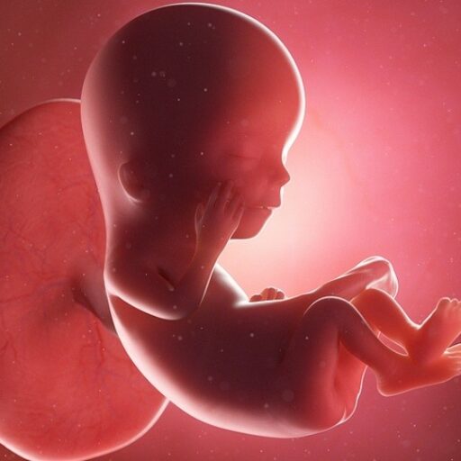 11. Schwangerschaftswoche (SSW 11): Mädchen oder Junge?