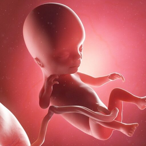 13. Schwangerschaftswoche (SSW 13): Das 2. Trimester beginnt!