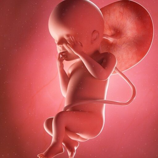 24. Schwangerschaftswoche (SSW 24): Wichtige Meilensteine