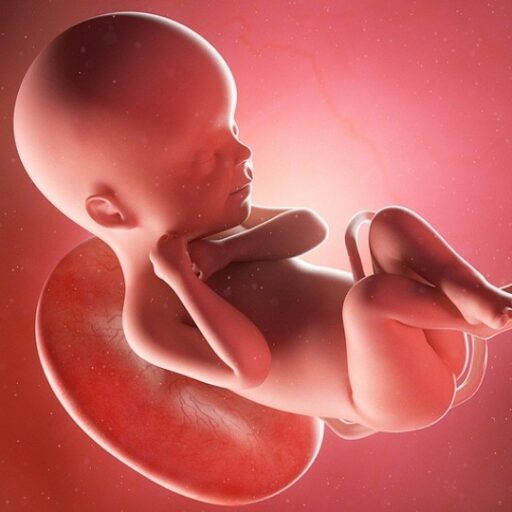 25. Schwangerschaftswoche (SSW 25): Der 7. Monat beginnt