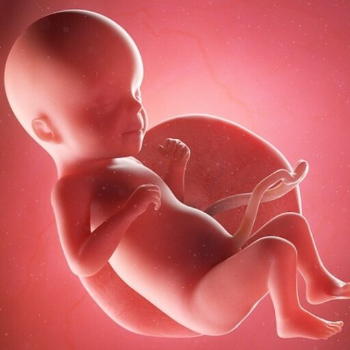 25. Schwangerschaftswoche (SSW 25): Der 7. Monat beginnt